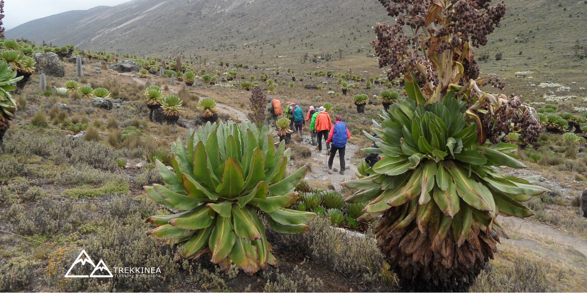 Ascenso al Monte Kenia y Kilimanjaro (I) - Trekkinea Viajes con Guías ...